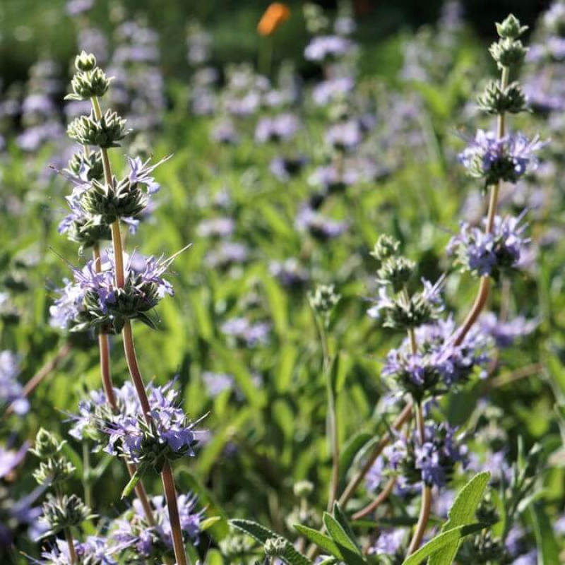 Salvia ‘Bee’s Bliss’