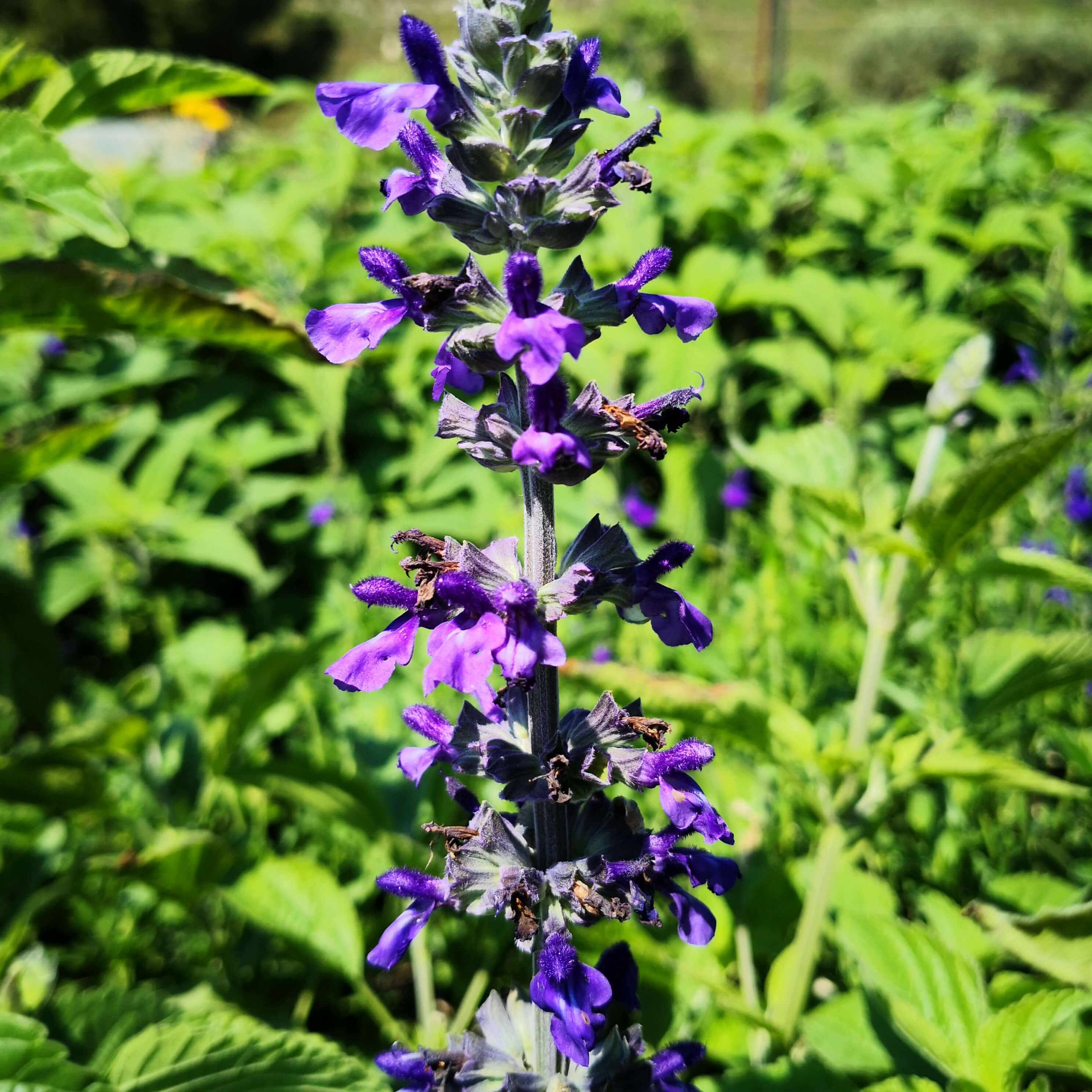Salvia ‘Mystic Spires Blue’