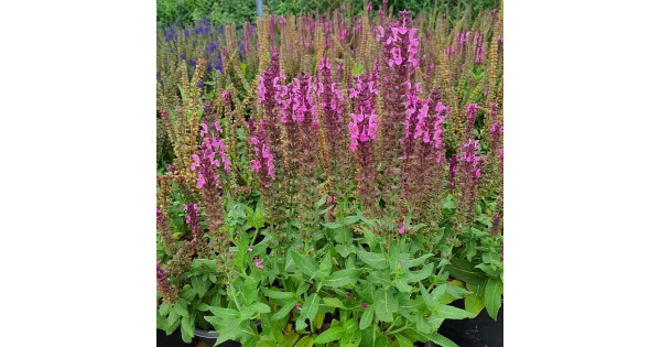 Salvia nemorosa 'Sensation Compact Bright Rose'