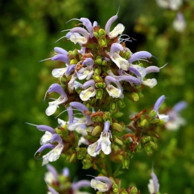 Salvia chamelaeagnea