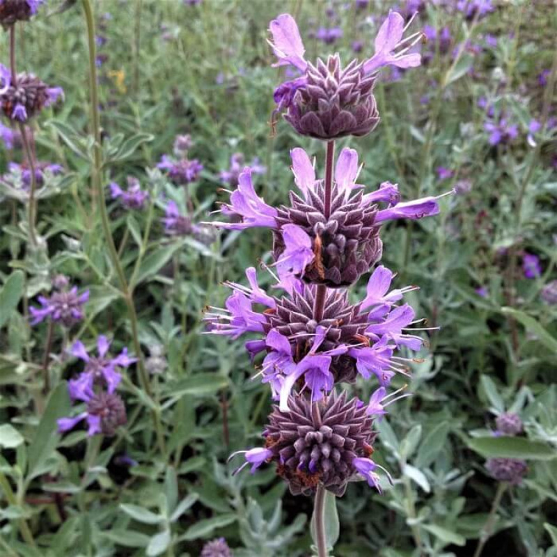 Salvia clevelandii