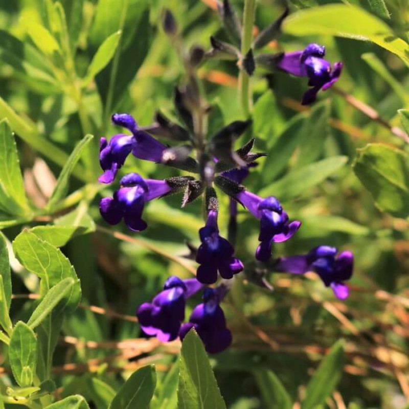 Salvia jamensis ‘Blue Note’
