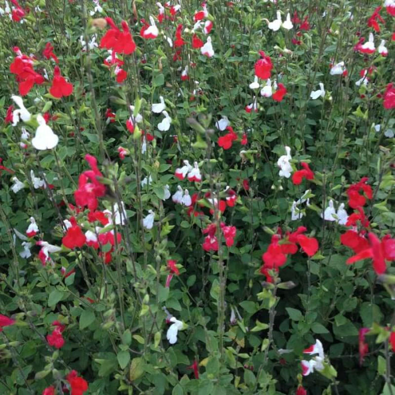 Salvia jamensis ‘Hot Lips’