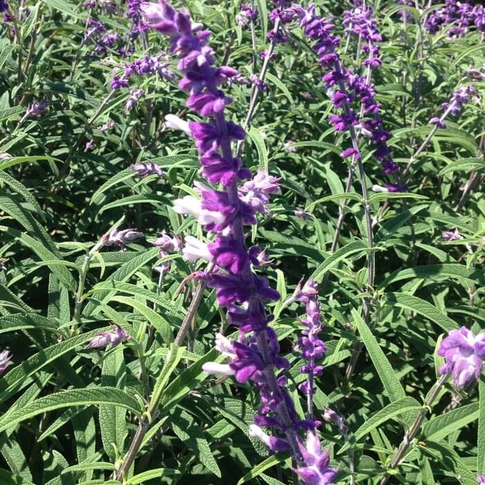Salvia leucantha