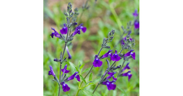 Salvia lycioides