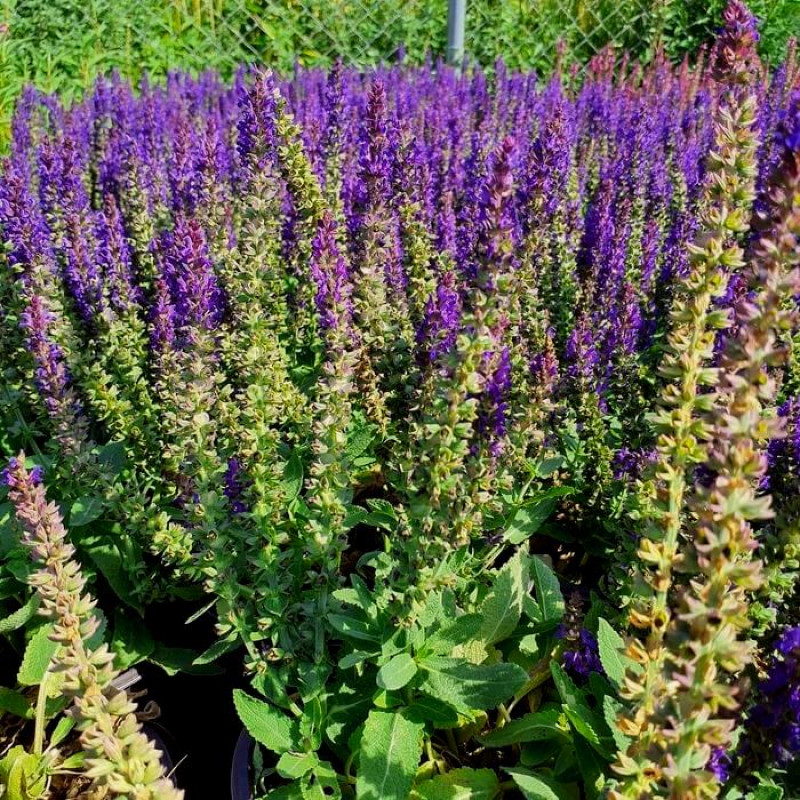 Salvia nemorosa 'Sensation Compact Deep Blue'