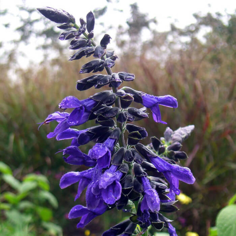 Salvia guaranitica ‘Costa Rica Blue’