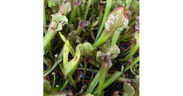 Sarracenia 'Judith Hindle'