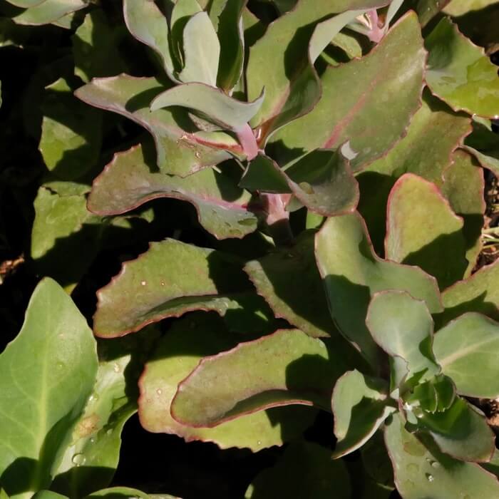 Sedum ‘Diamond Edge’