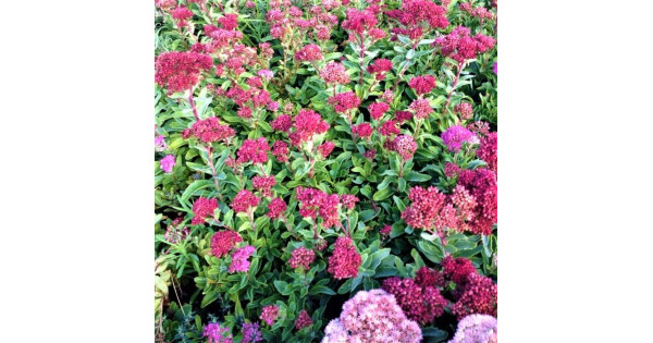 Sedum telephium