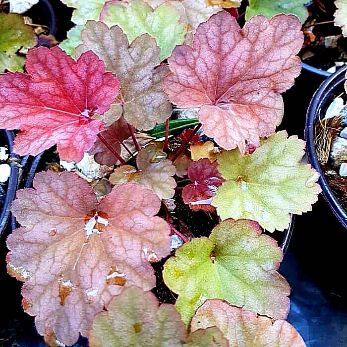 Heuchera x 'Carnival Watermelon'