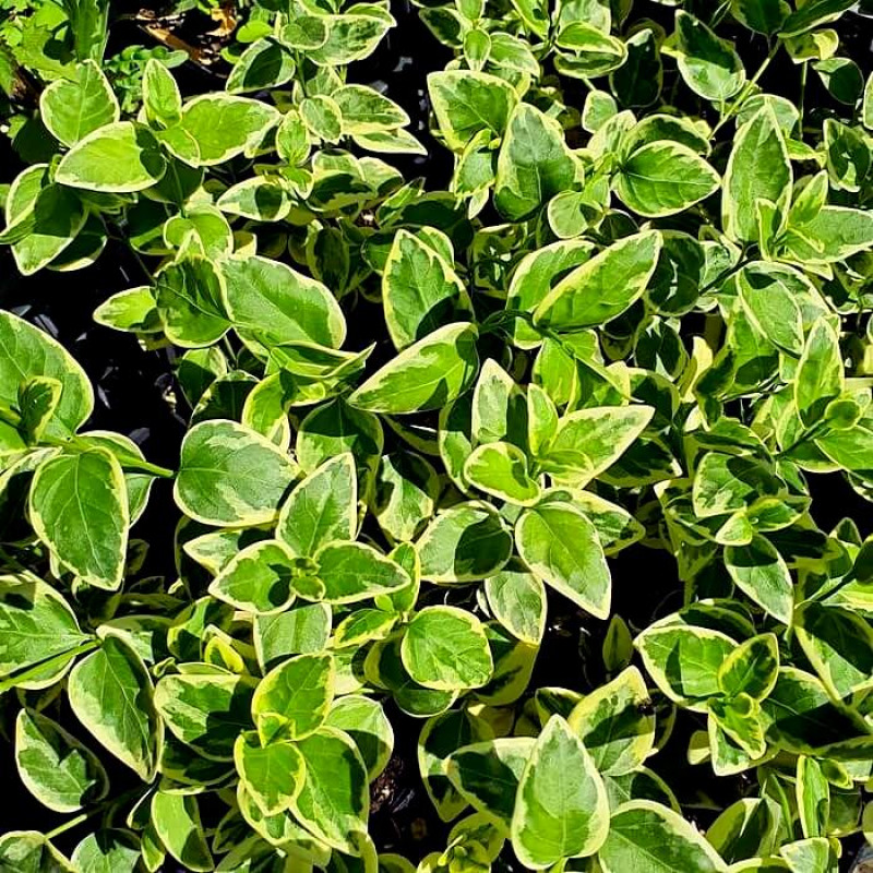 Vinca major 'Variegata'