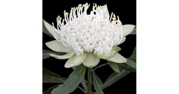 Telopea ‘Shady Lady White’