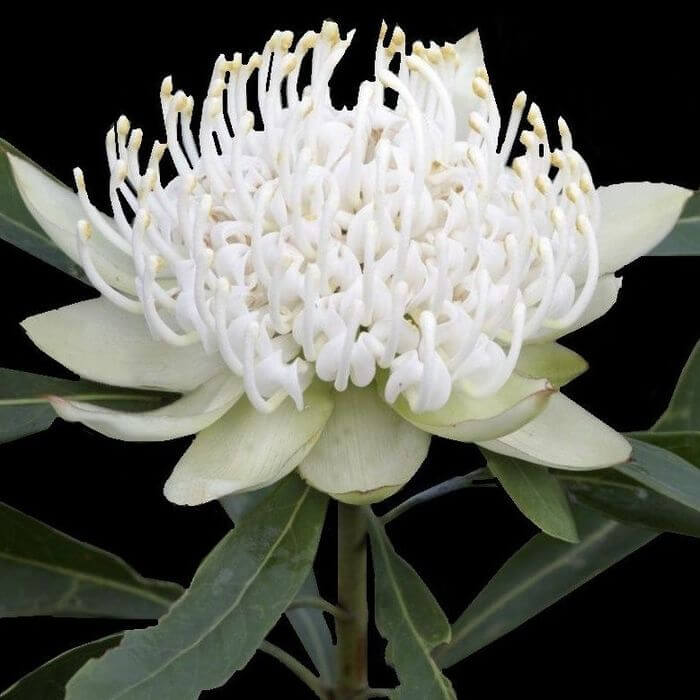 Telopea ‘Shady Lady White’