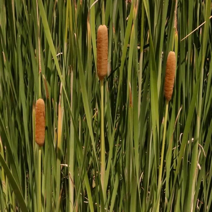 Typha latifolia