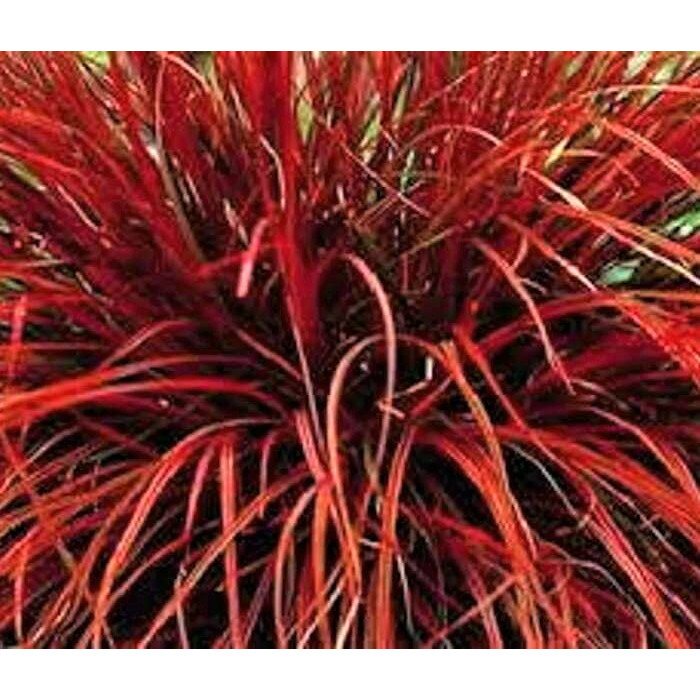 Uncinia rubra