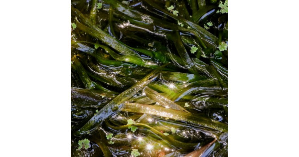 Vallisneria spiralis