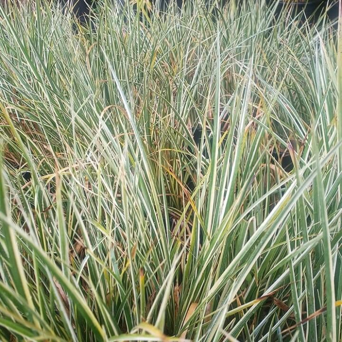 Acorus gramineus ‘Variegatus’