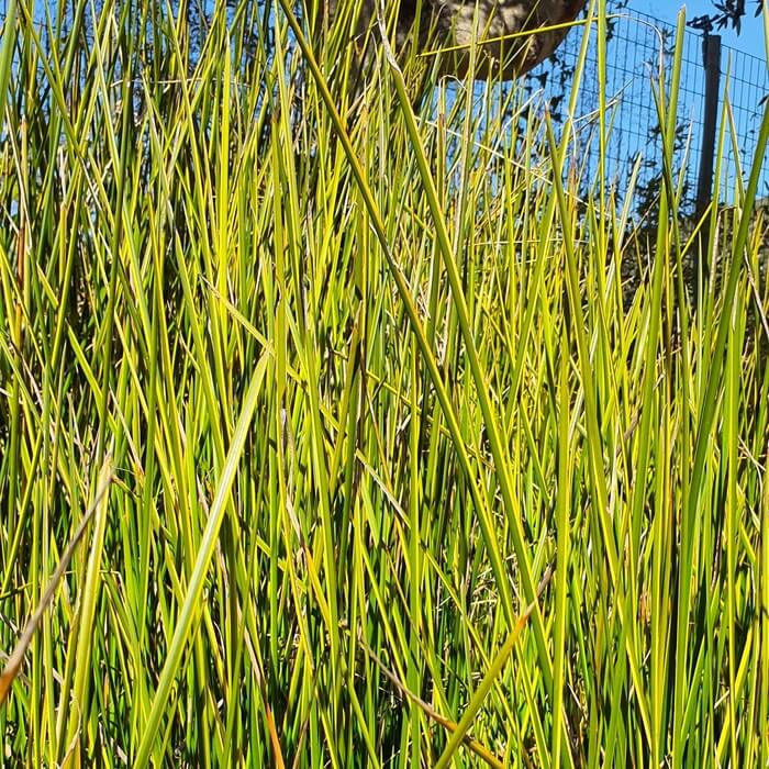 Baumea rubiginosa 'Variegata'