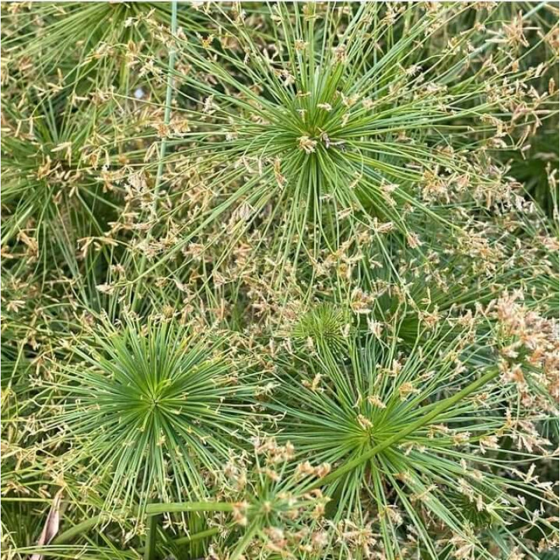 Cyperus haspan