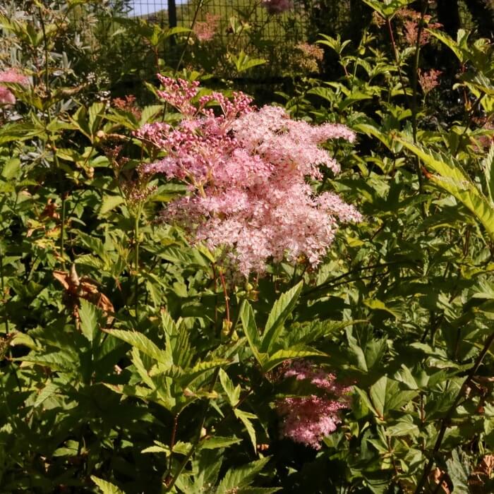Filipendula ulmaria