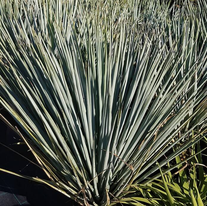 Yucca rigida