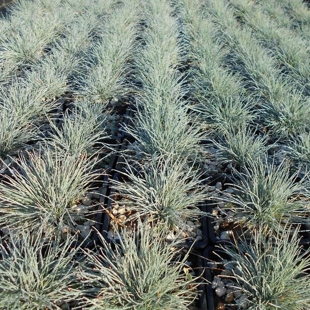 Festuca glauca ‘Intense Blue’