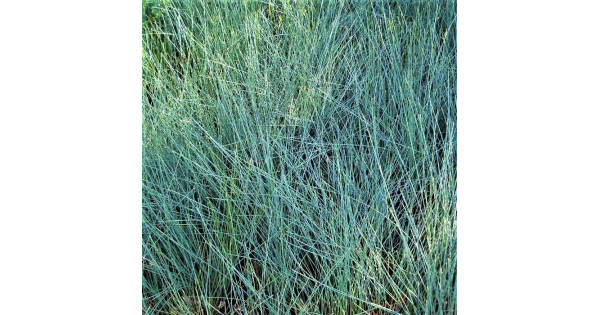 Festuca glauca ‘Intense Blue’