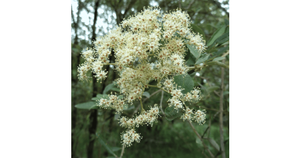 Buddleja saligna