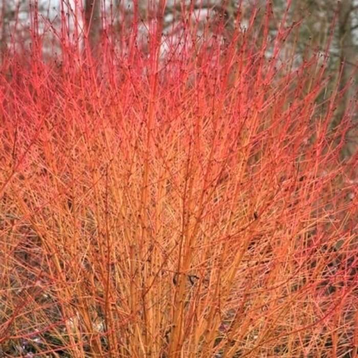 Cornus sanguinea
