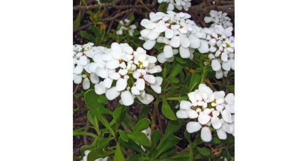 Iberis semperflorens