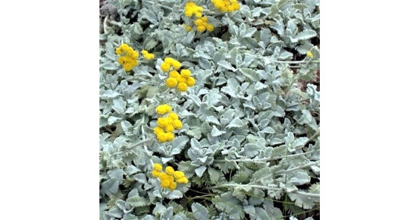 Tanacetum densum subsp. amani