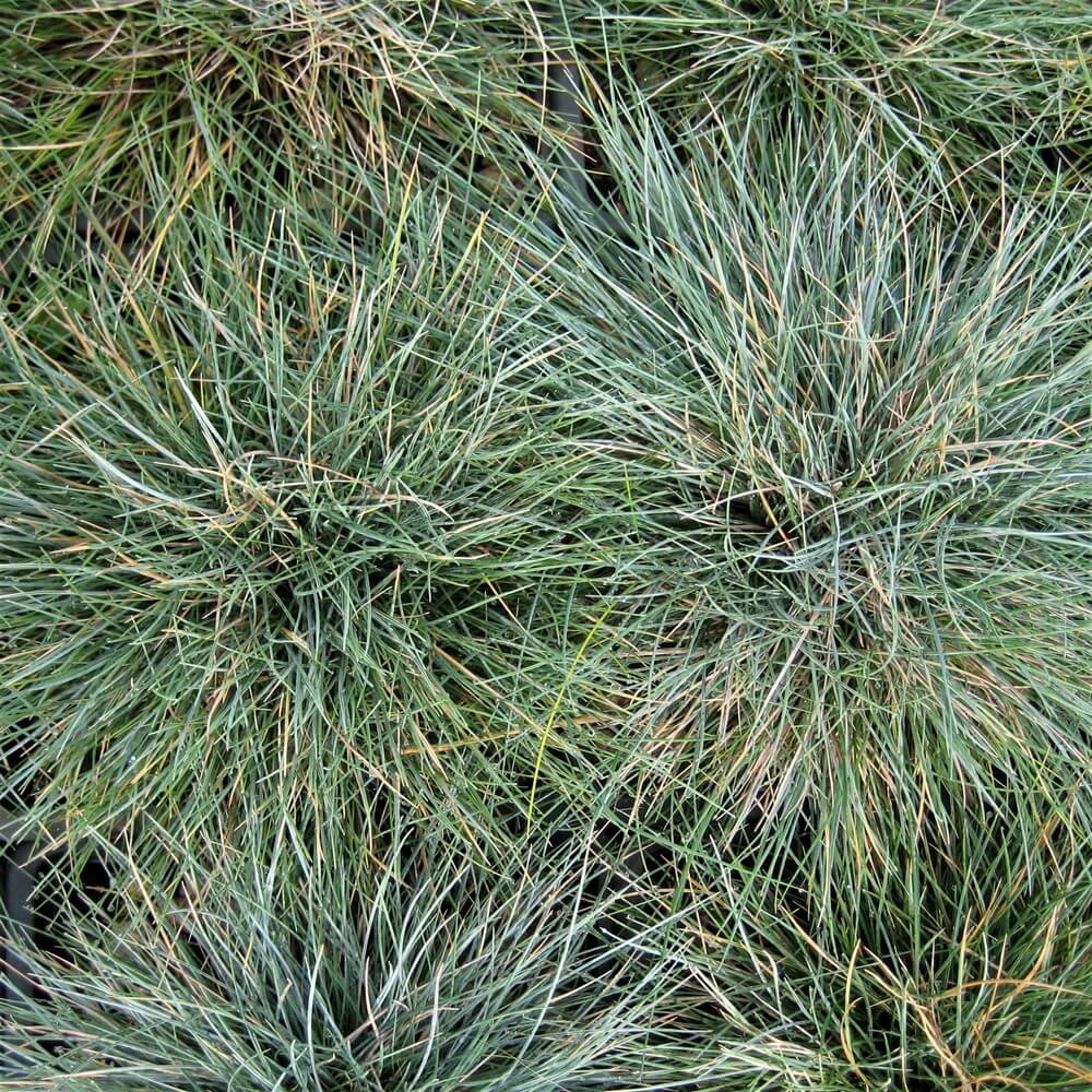 Festuca valesiaca 'Glaucantha'