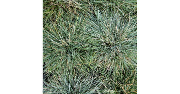 Festuca valesiaca 'Glaucantha'